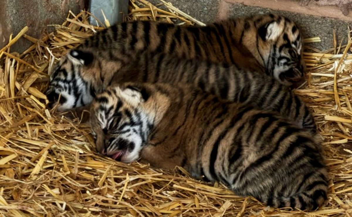 Highly endangered species of tiger triplets born at West Midlands ...